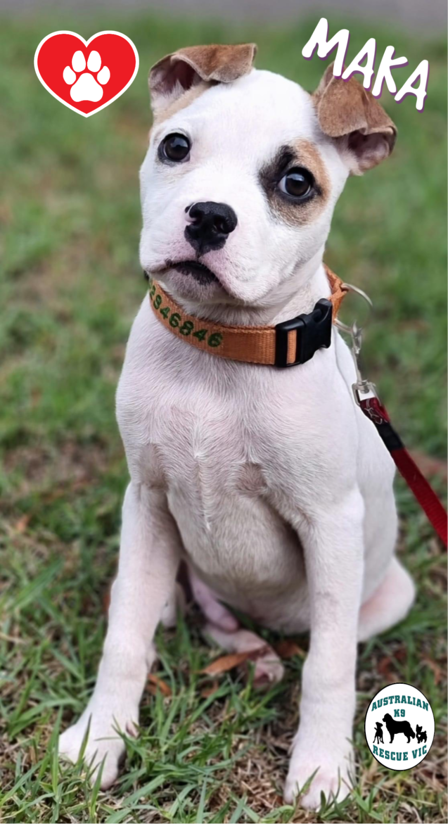 Maka - Medium Male Staffy Mix Dog in VIC - PetRescue