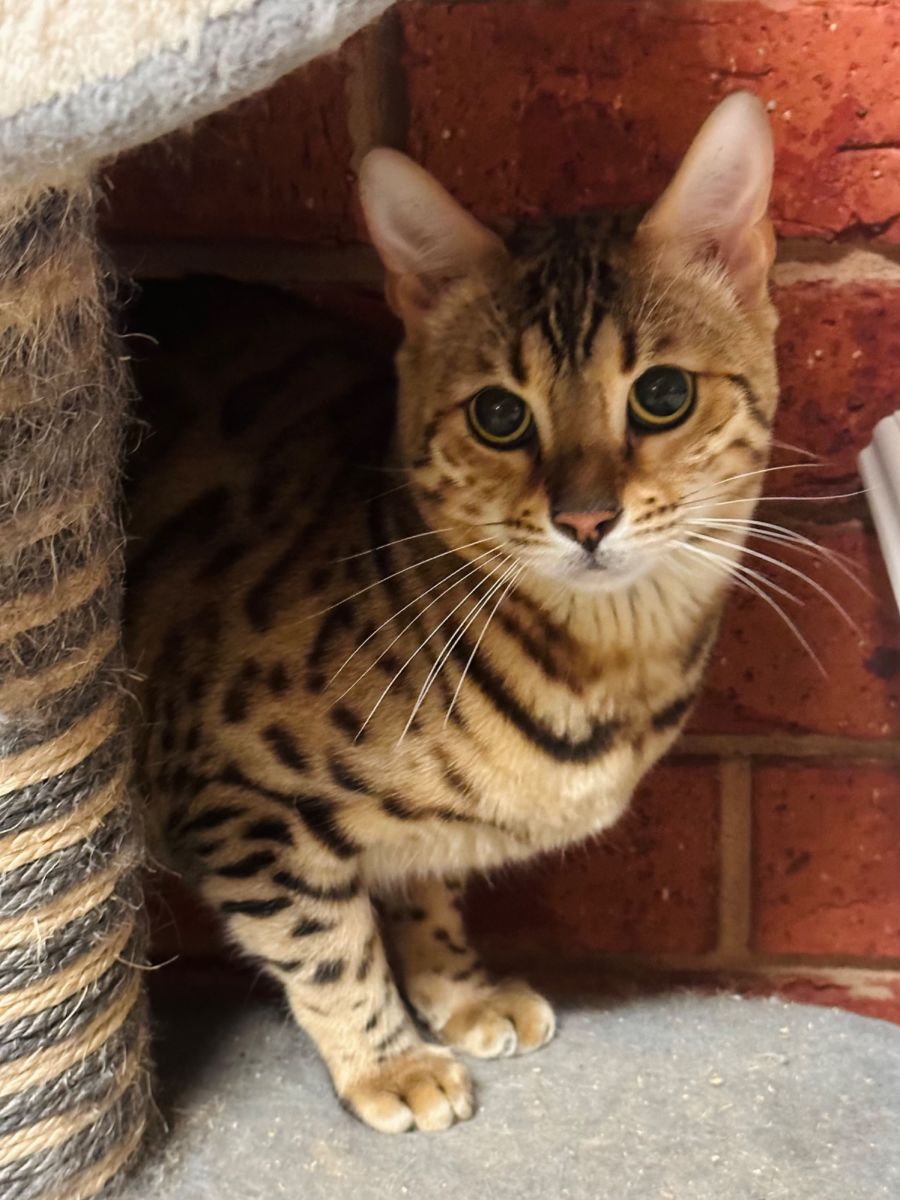Rosella - Female Bengal Cat in VIC - PetRescue