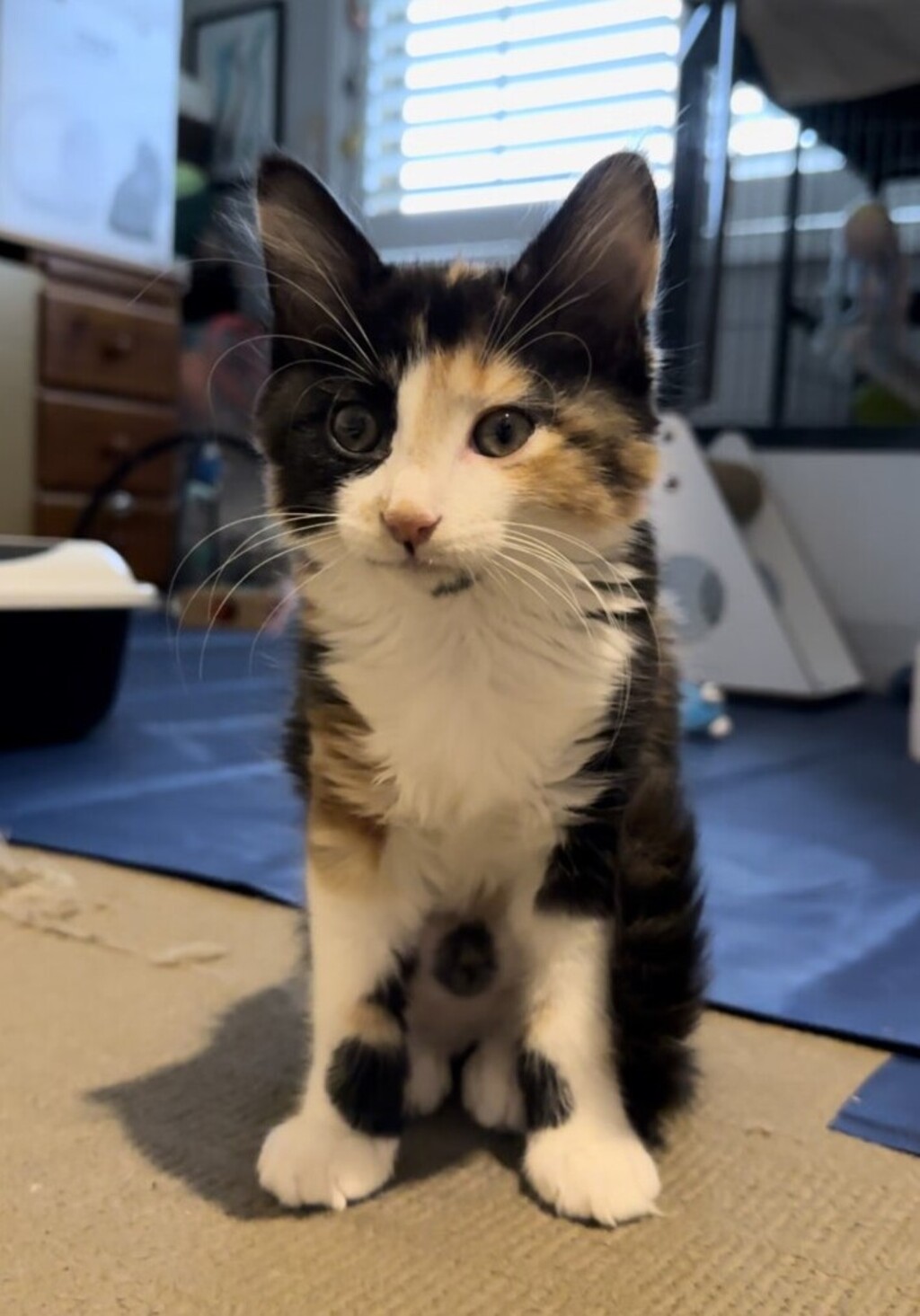 Leela - Female Domestic Medium Hair Mix Cat in NSW - PetRescue