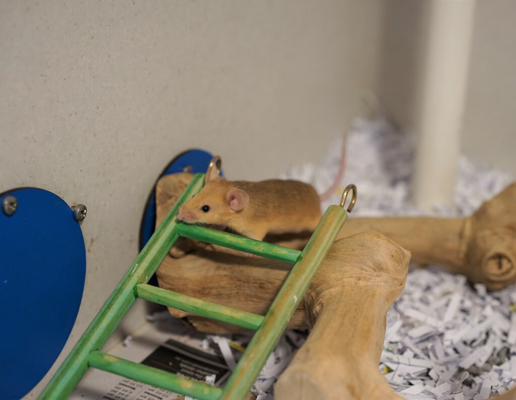 Praire - Female Mouse Mix Rodent in QLD - PetRescue