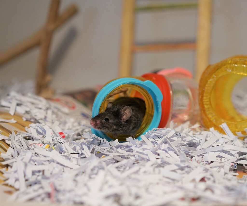 Tofu - Female Mouse Mix Rodent in QLD - PetRescue