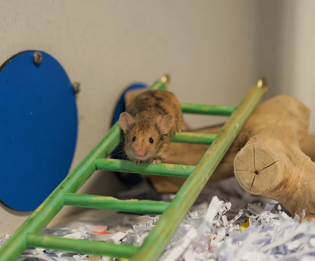 Buttermilk - Female Mouse Mix Rodent in QLD - PetRescue