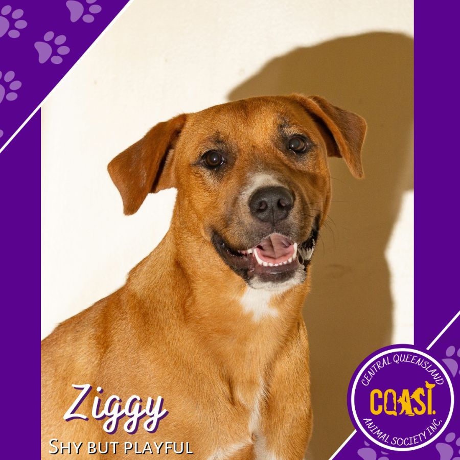 Ziggy - Medium Female Mastiff Mix Dog in QLD - PetRescue