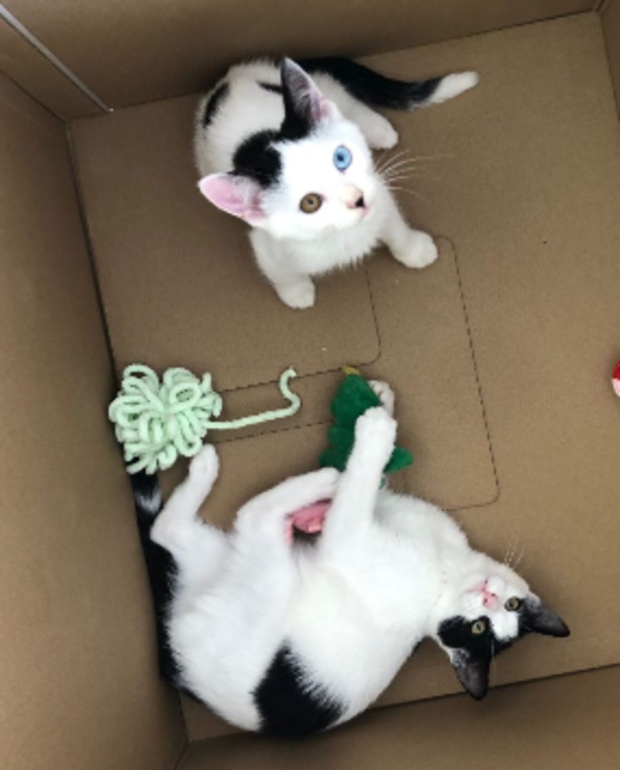 Parfait + Macaroon (available from foster care) - Female Domestic Short Hair Cat in NSW - PetRescue