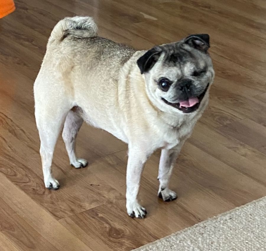 Yuko - Small Female Pug Dog in NSW - PetRescue