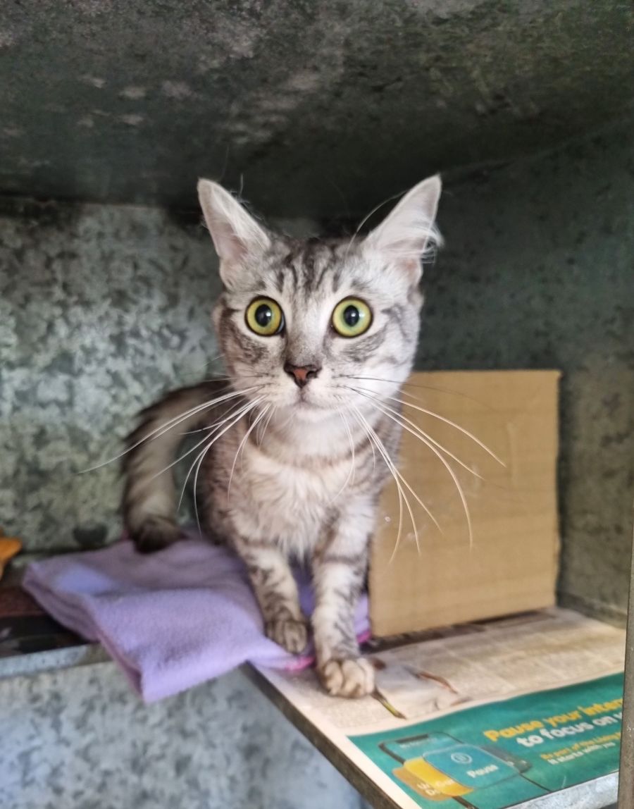 Toby - Male Domestic Medium Hair Cat in NSW - PetRescue