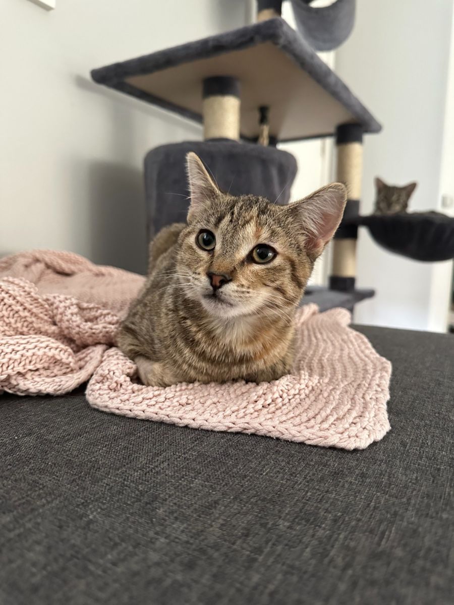 Sherbert - Female Domestic Short Hair Cat in NSW - PetRescue
