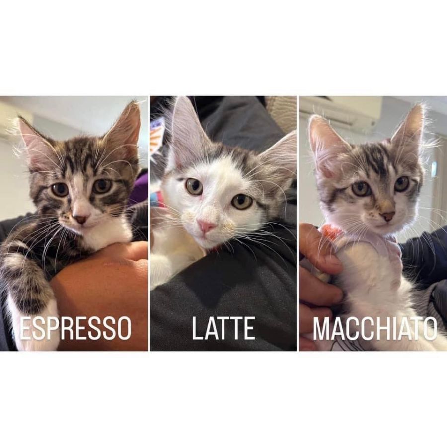 8920/22 - Espresso & Macchiato - Male Domestic Short Hair Cat in WA ...