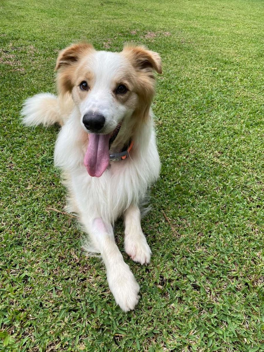 Barry - Medium Male Border Collie Dog in QLD - PetRescue