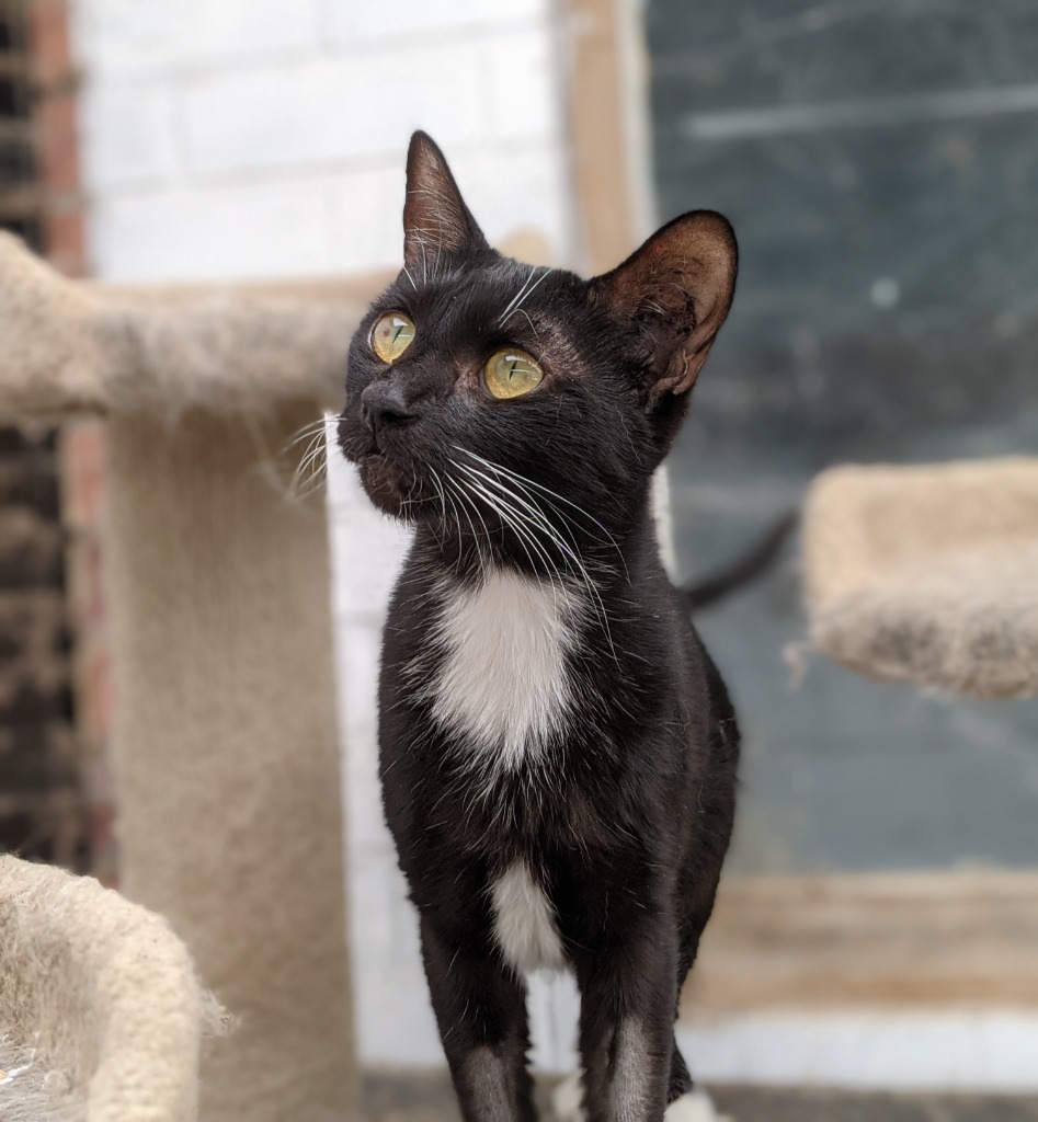 Merri - Female Domestic Short Hair Cat in WA - PetRescue