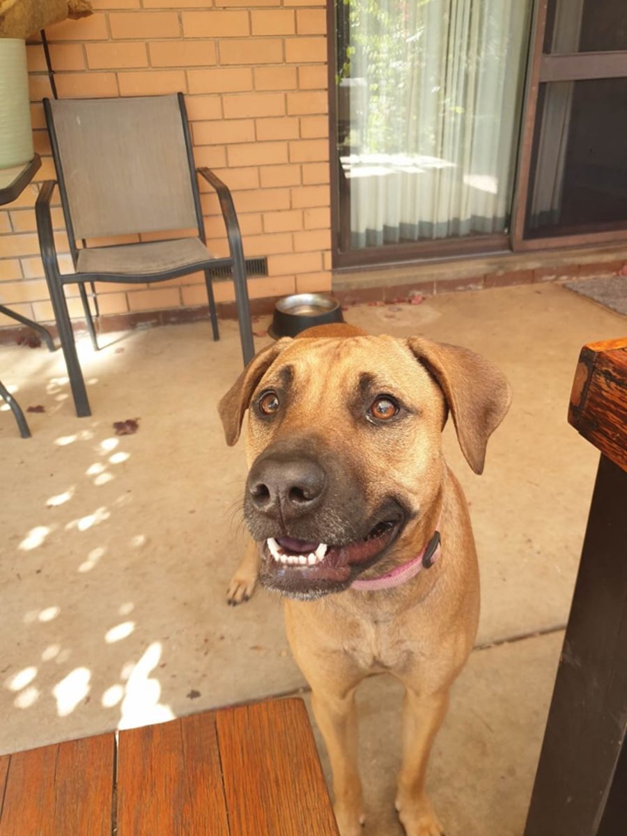 Willow - Large Female Rhodesian Ridgeback Mix Dog in VIC - PetRescue
