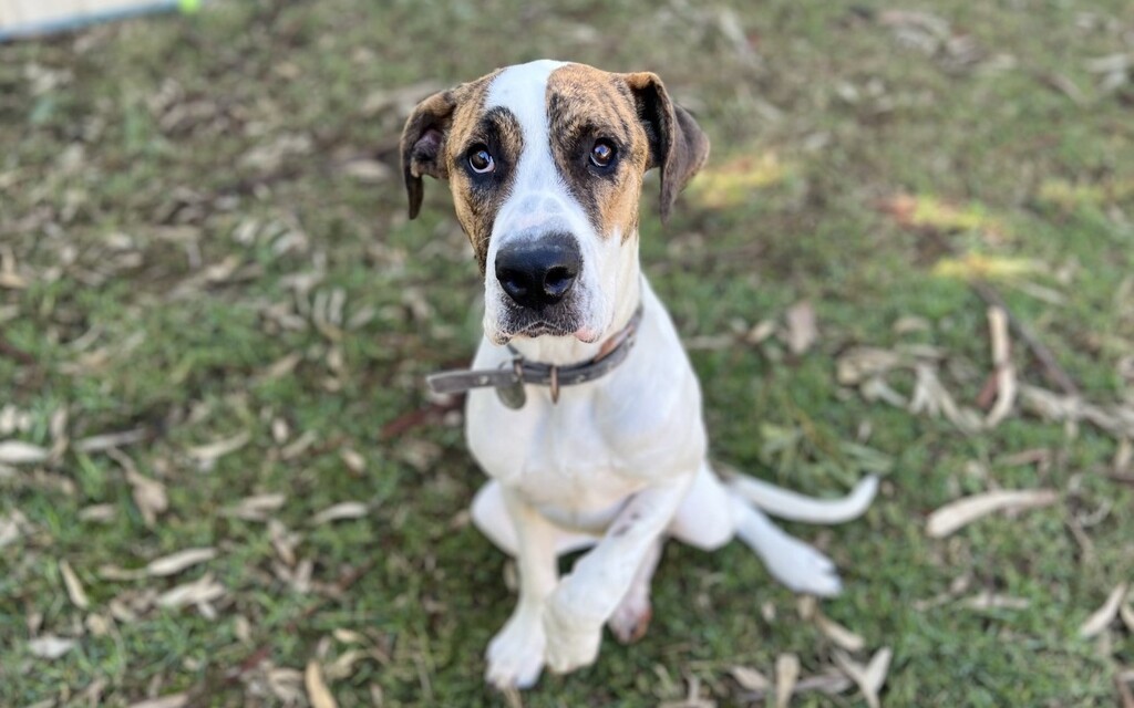 Chiller - Large Male Great Dane Mix Dog in VIC - PetRescue
