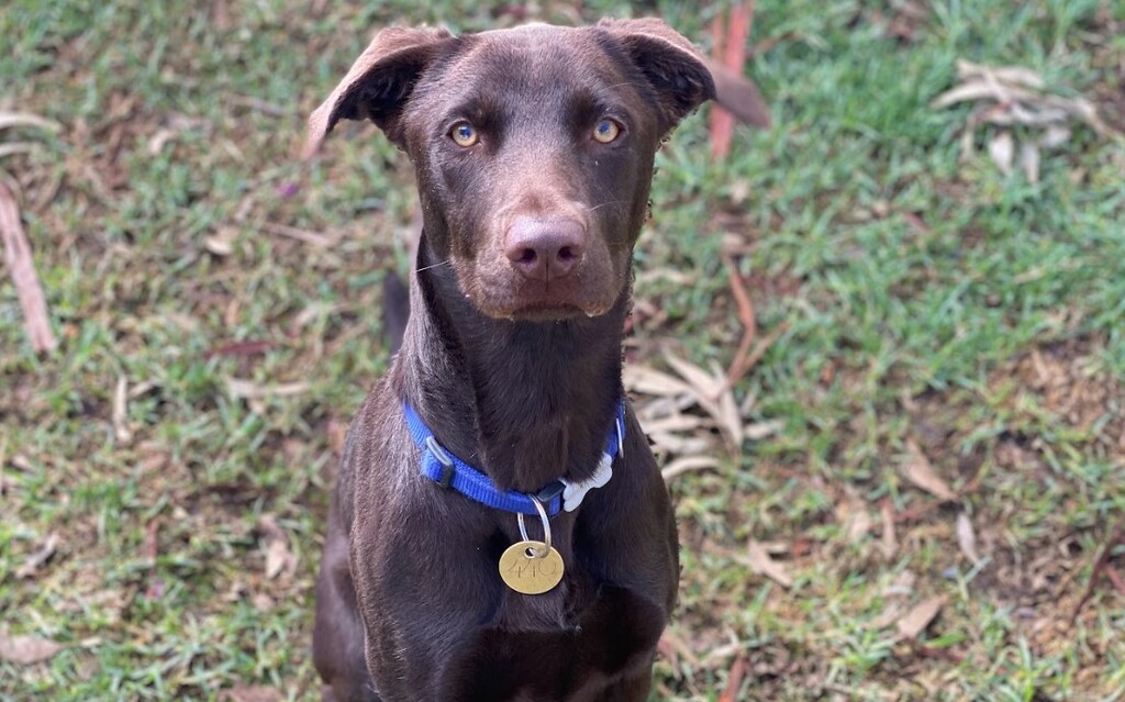 Lady Mimosa - Large Female Labrador x Staffy Mix Dog in VIC - PetRescue