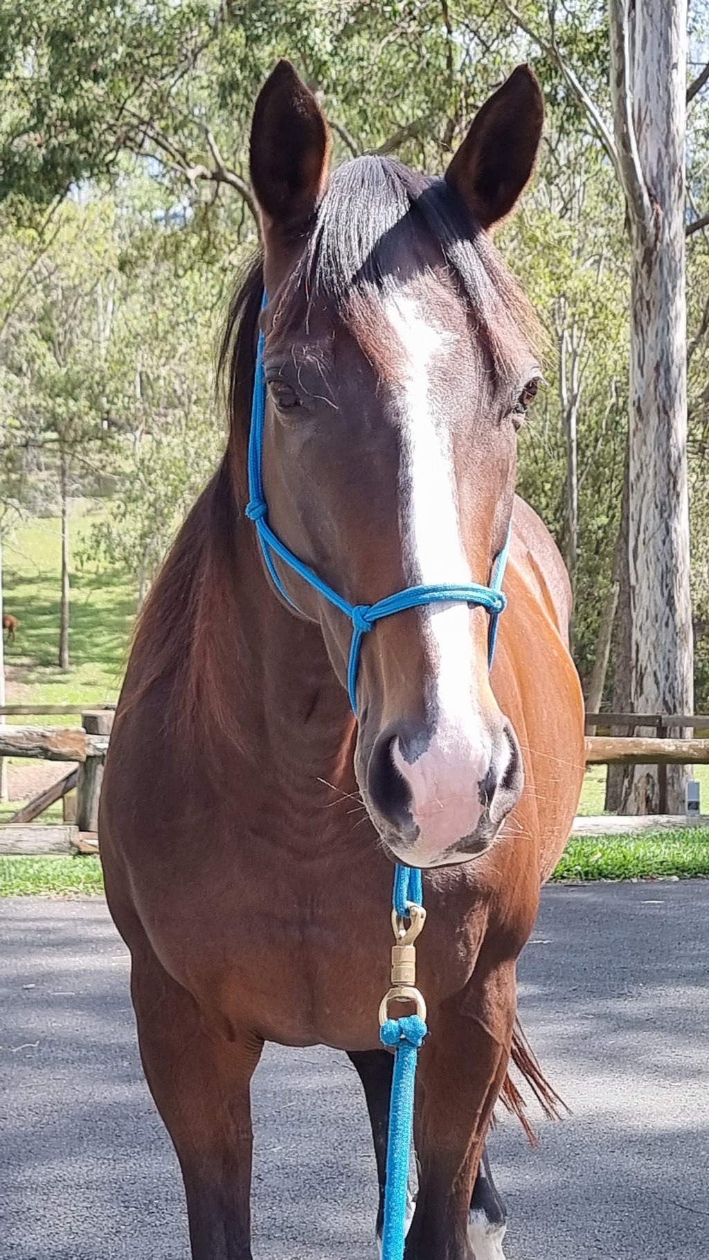 Matilda - Female Thoroughbred Mix Horse in QLD - PetRescue