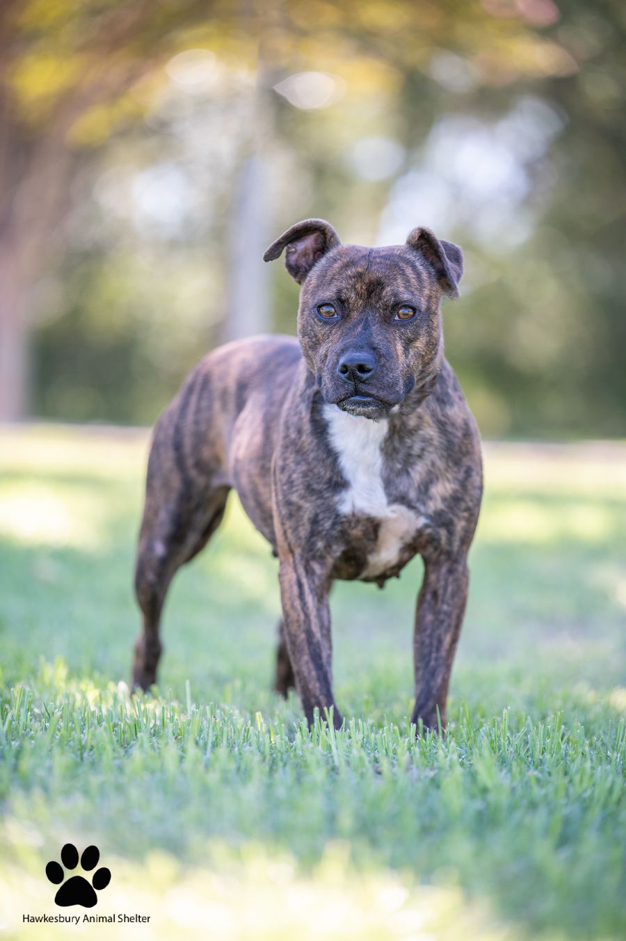 Gidgett - Medium Female Staffy Dog in NSW - PetRescue