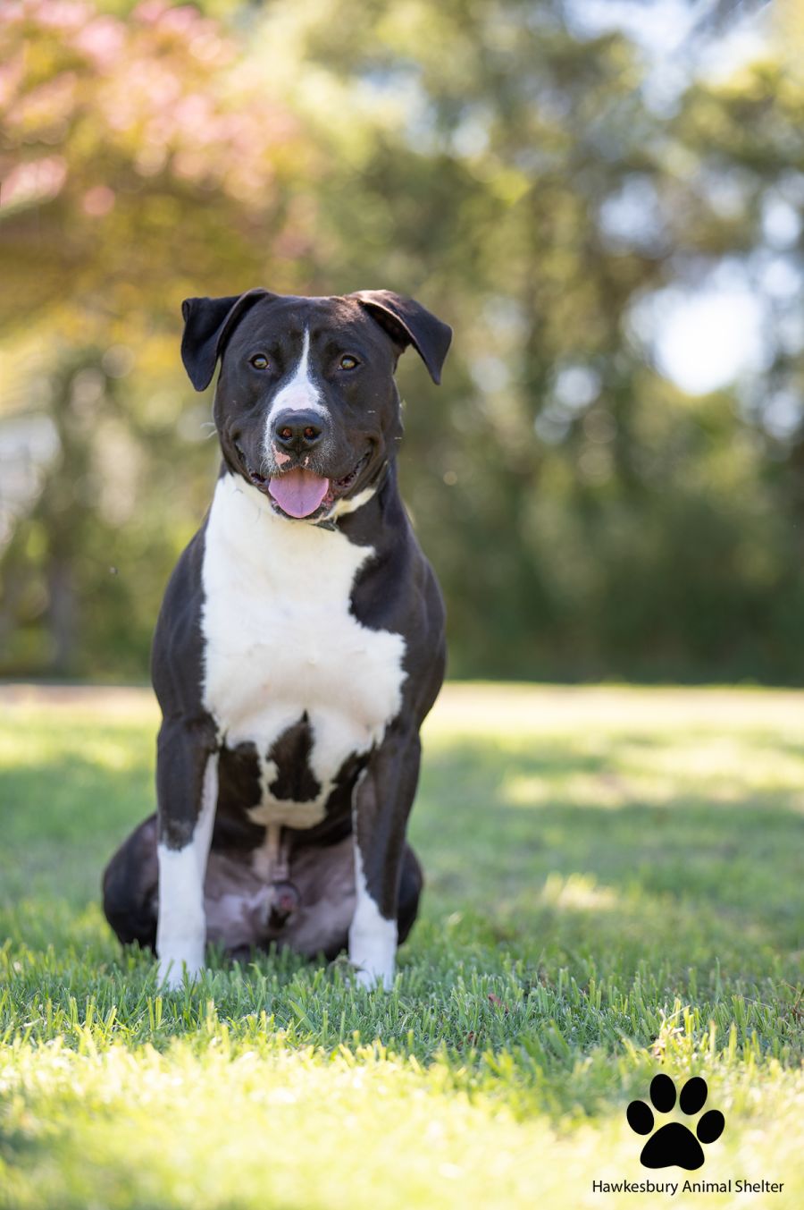 Sarge - Large Male Staffy Dog in NSW - PetRescue
