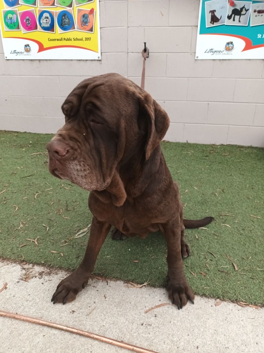 Karsha - Medium Female Neapolitan Mastiff Dog in NSW - PetRescue