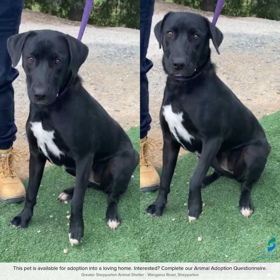 Tilly - Large Female Labrador Mix Dog in VIC - PetRescue