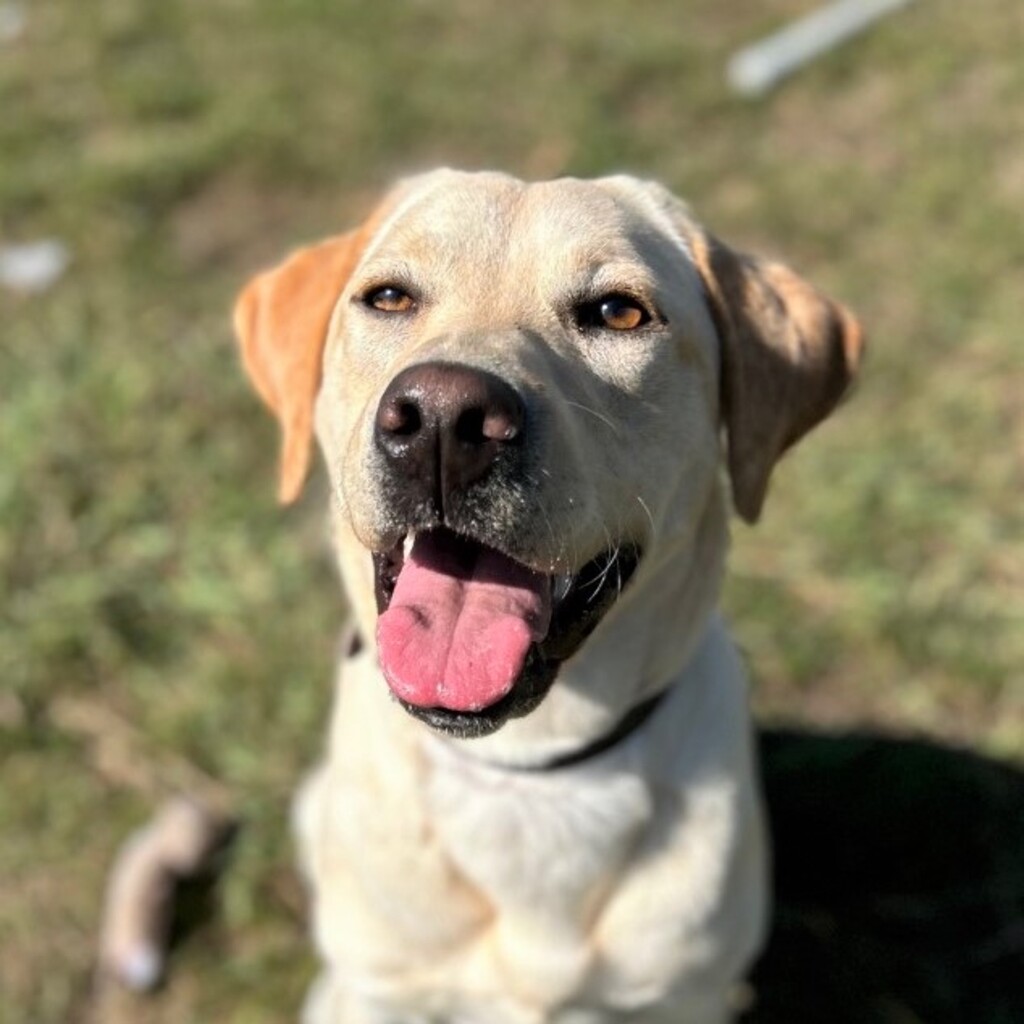Luna - Large Female Labrador Dog in VIC - PetRescue