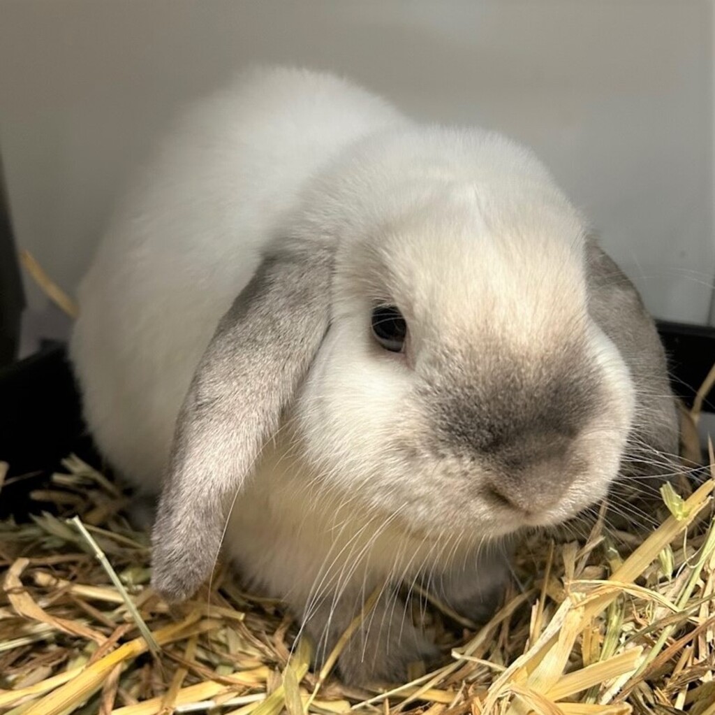 Baobun - Male Lop Eared Rabbit in VIC - PetRescue