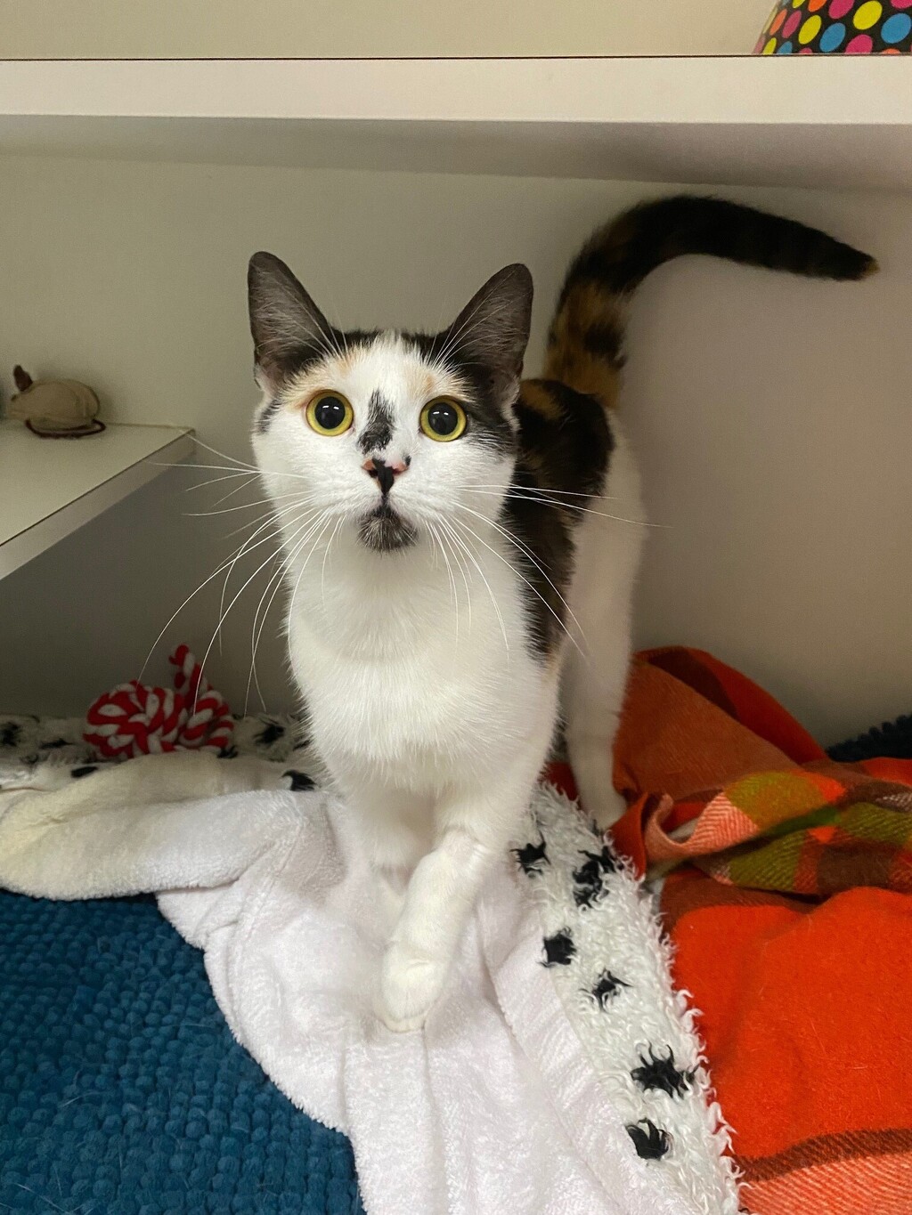 Zephyr - Female Dsh Mix Cat in WA - PetRescue