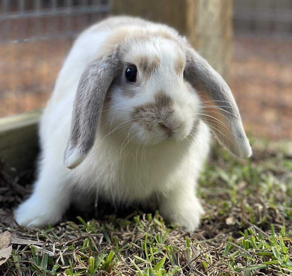 Groot - Male Lop Eared Mix Rabbit in NSW - PetRescue