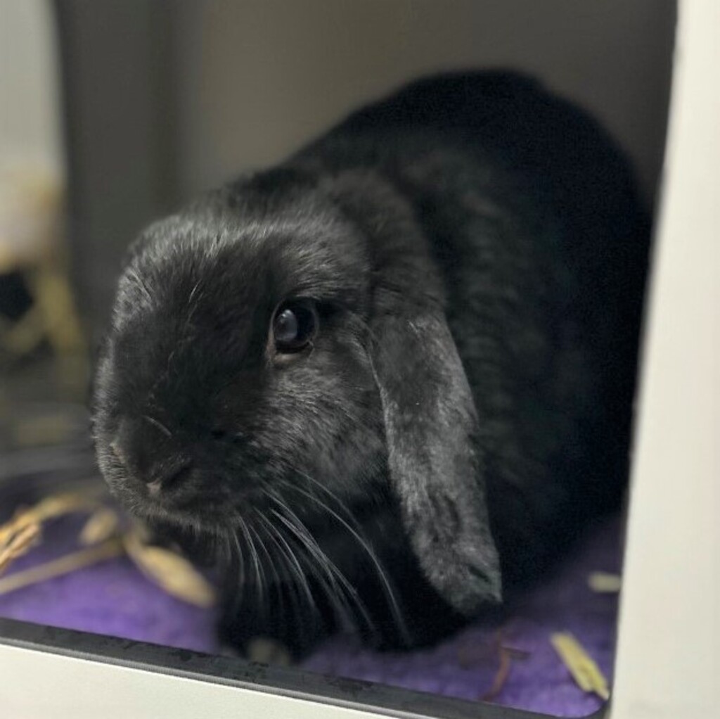Dixie - Female Lop Eared Rabbit in VIC - PetRescue
