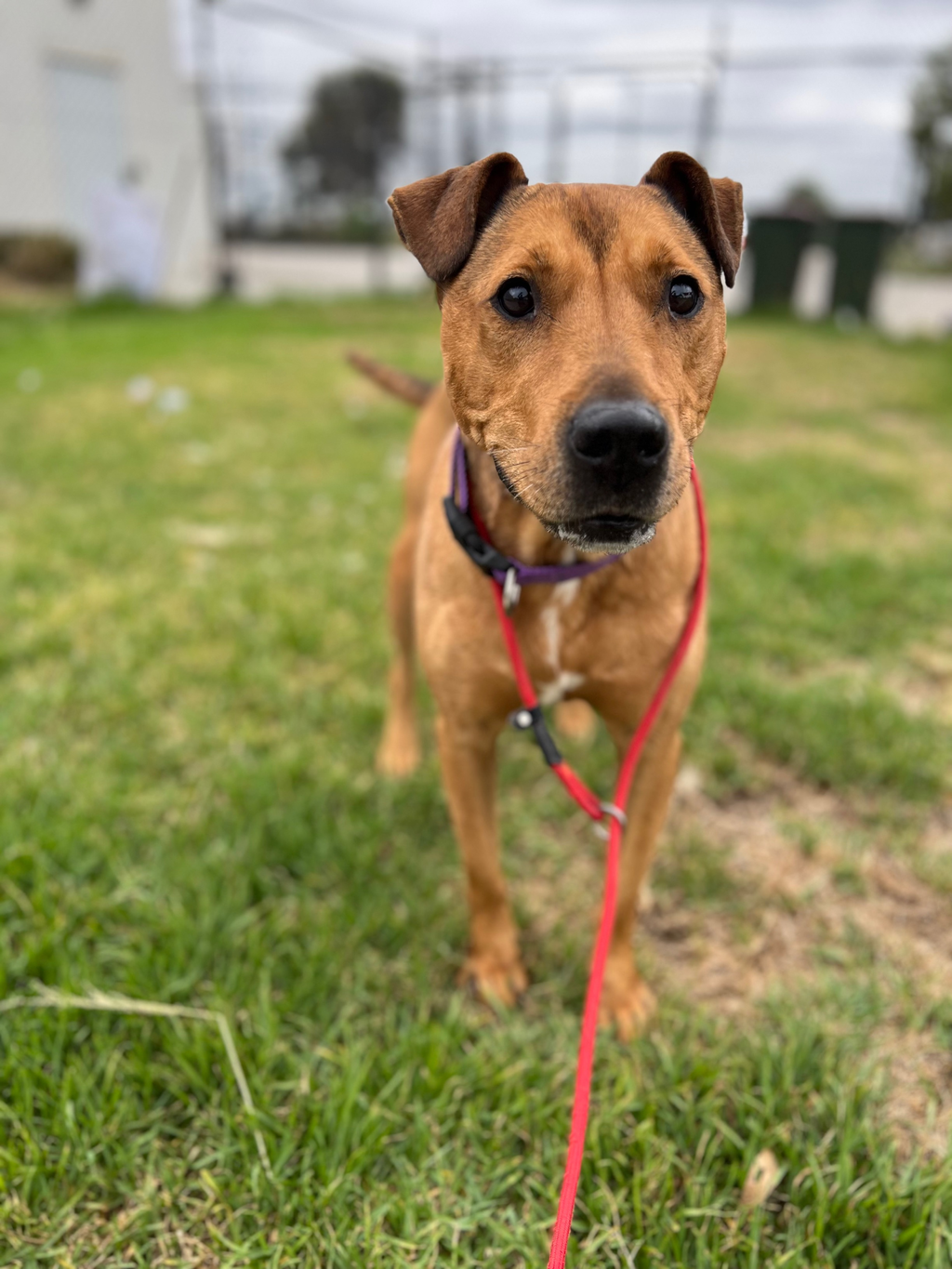 Bobbie - Medium Female Staffordshire Bull Terrier Mix Dog in VIC ...