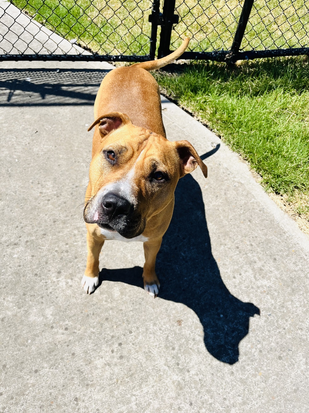 Toni - Large Male American Staffy Mix Dog in VIC - PetRescue