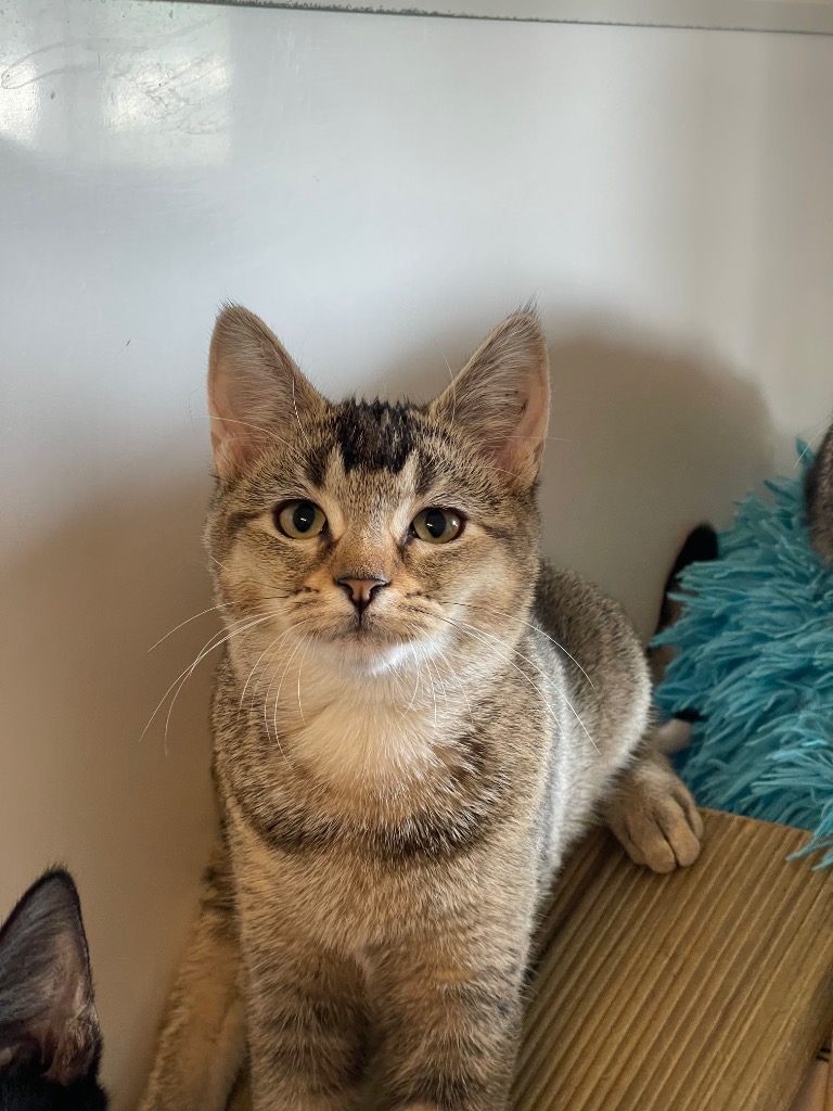 Meera - Female Domestic Short Hair Cat in TAS - PetRescue