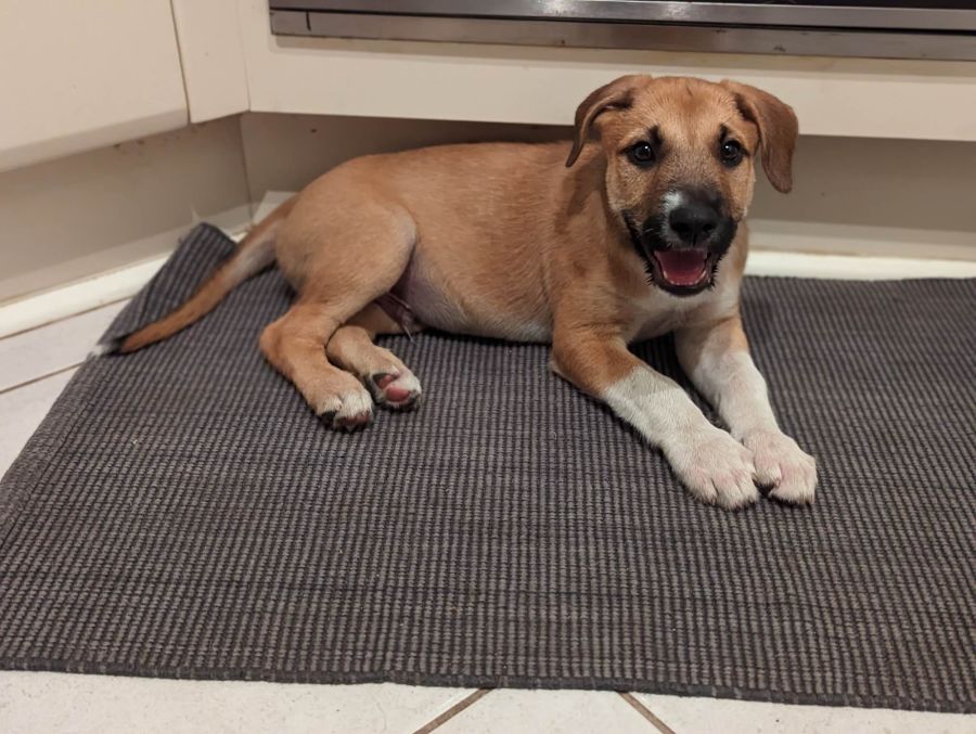 Grayson - Large Male German Shepherd x Rhodesian Ridgeback Mix Dog in ...