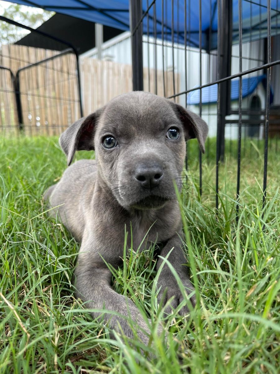 Zalia - Large Female Neapolitan Mastiff Mix Dog in QLD - PetRescue