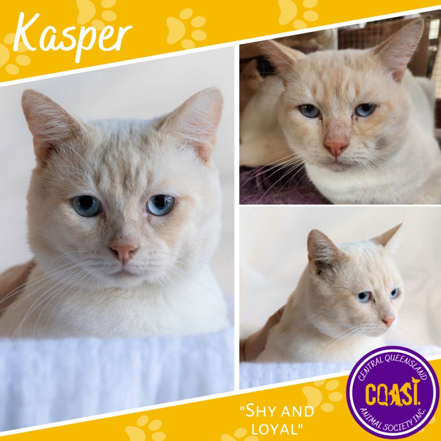 Kasper - Male Ragdoll Cat in QLD - PetRescue