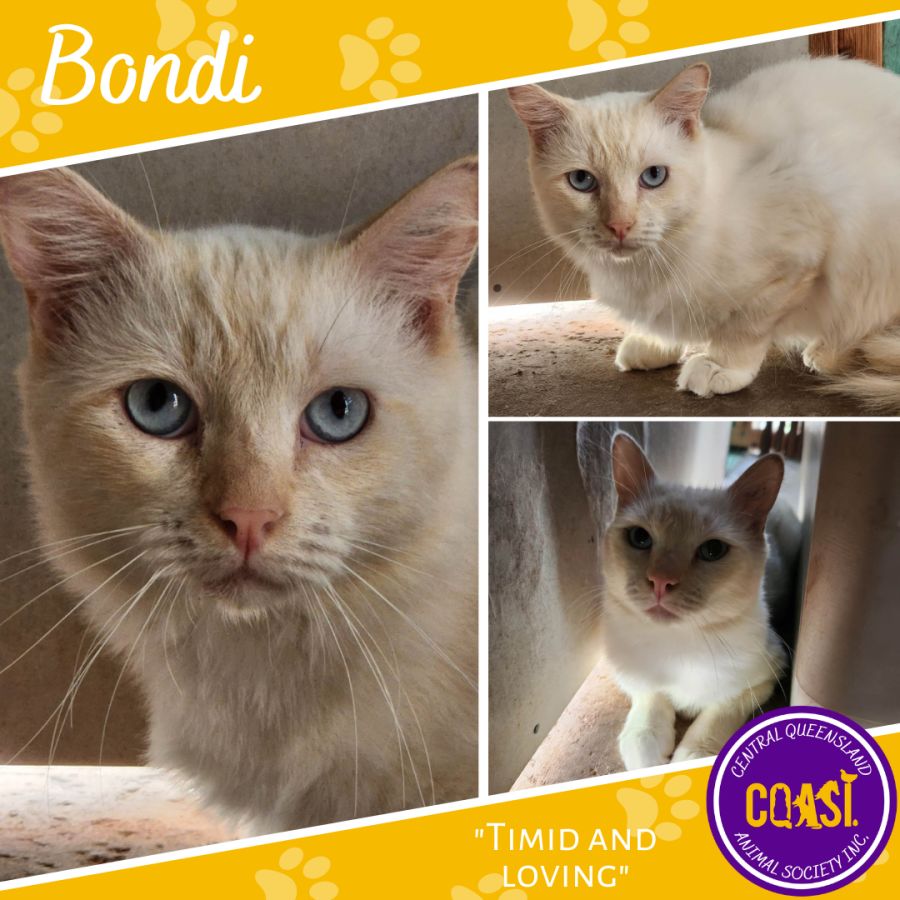 Bondi - Male Ragdoll Cat in QLD - PetRescue