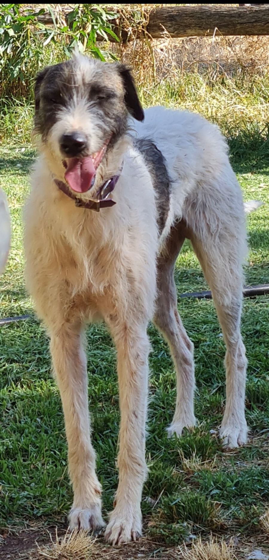 Sulli - Large Male Staghound x Wolfhound x Greyhound Dog in VIC - PetRescue