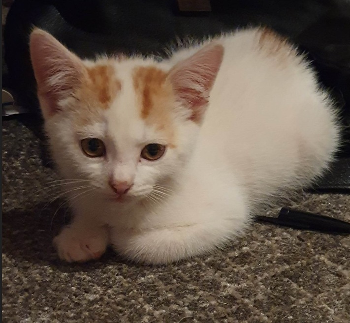 Sergio - Male Domestic Short Hair Cat in WA - PetRescue