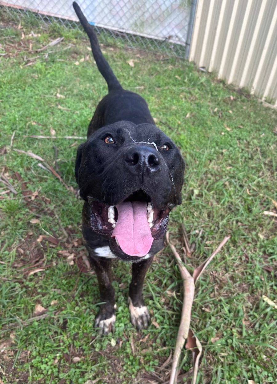 Rex - Medium Male Mastiff Mix Dog in NSW - PetRescue