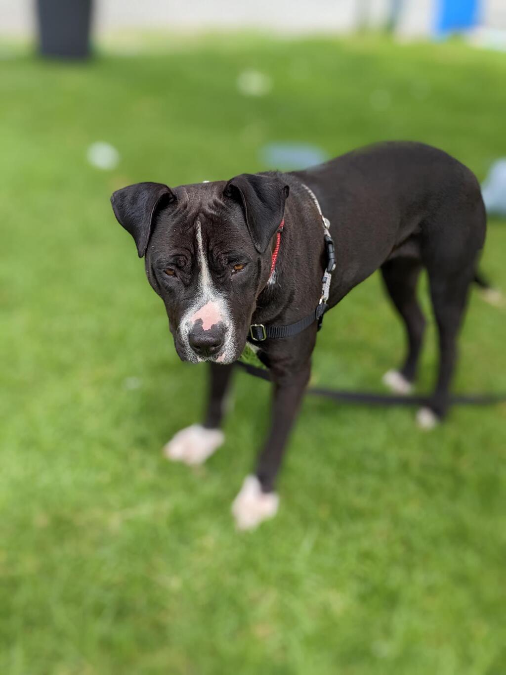 Angel - Medium Female Staffy x Shar Pei Mix Dog in WA - PetRescue