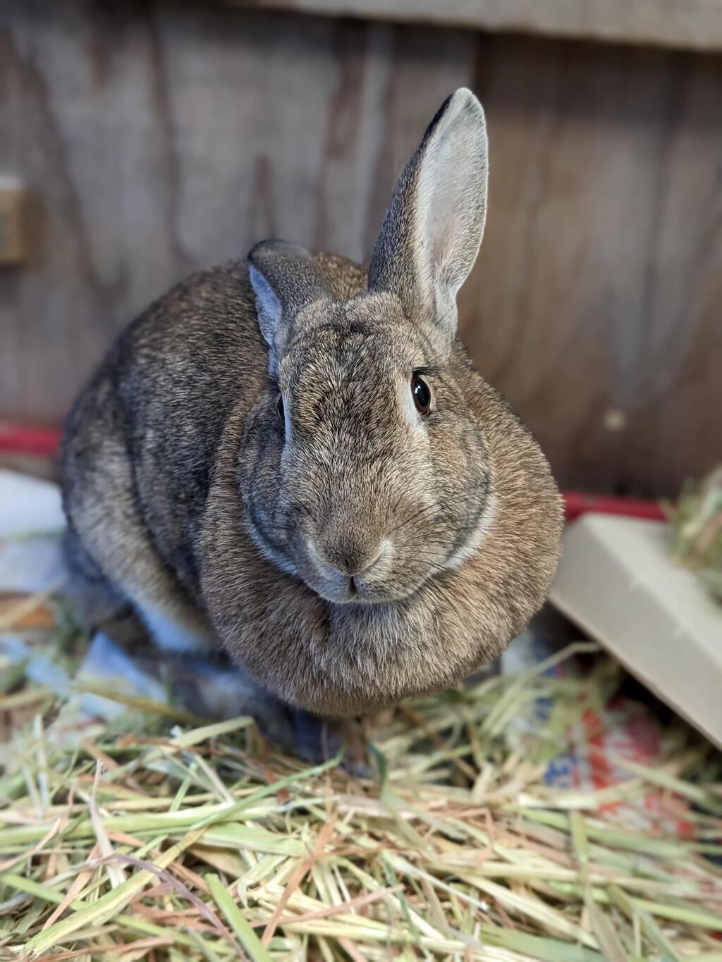 Muffin Mclay - Female Dsh Mix Rabbit in WA - PetRescue
