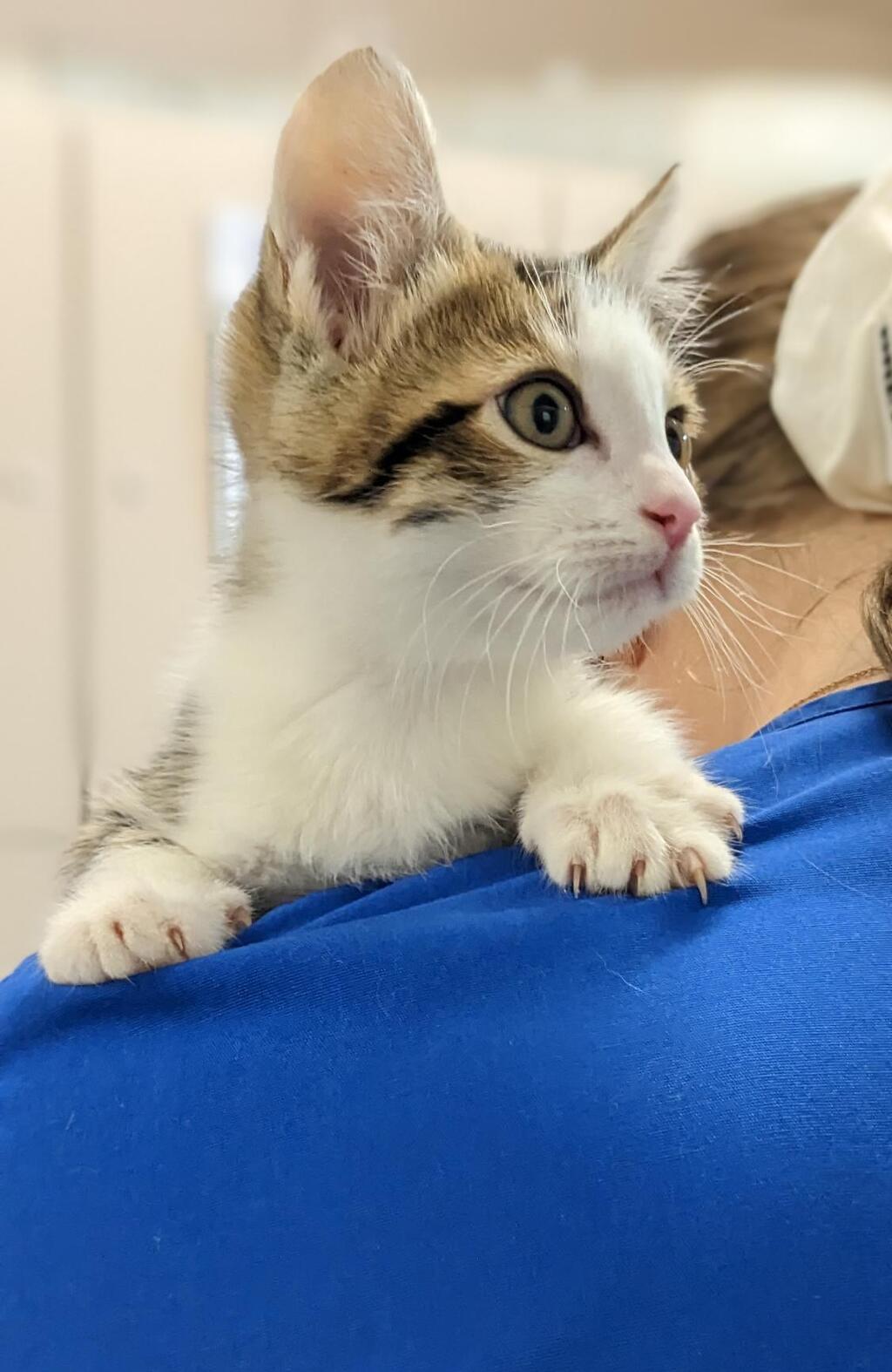 Frankie - Male Dsh Mix Cat in WA - PetRescue