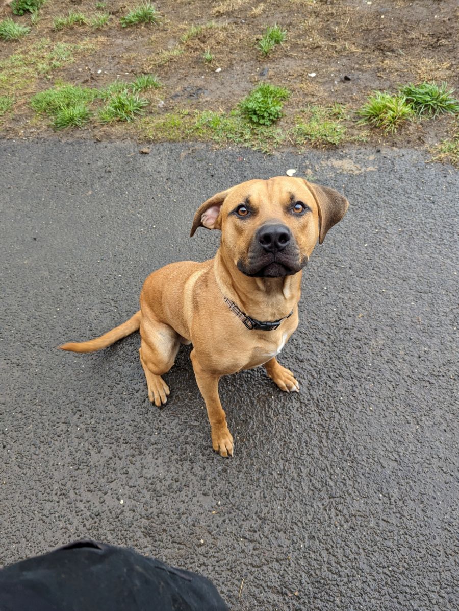 Clancy - Medium Male Rhodesian Ridgeback x American Staffordshire ...