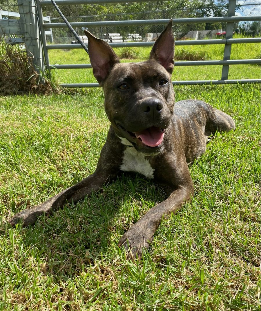 Bear - Medium Female American Staffordshire Bull Terrier x French ...