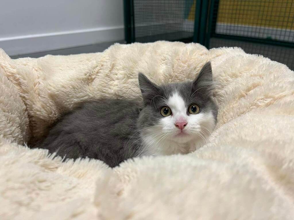 Valerie - Female Dmh Mix Cat in VIC - PetRescue