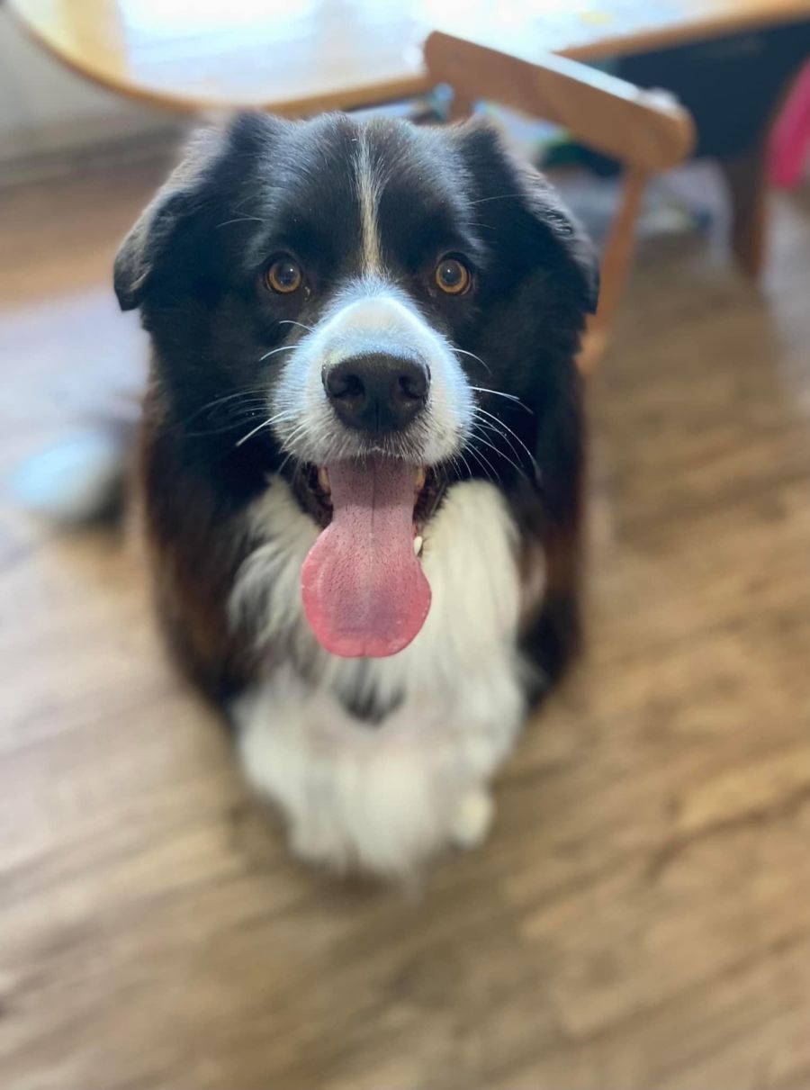 Archie - Medium Male Border Collie Dog in SA - PetRescue