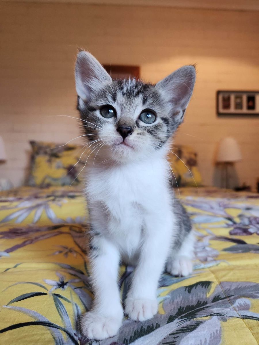 Lychee - Female Domestic Medium Hair Cat in QLD - PetRescue