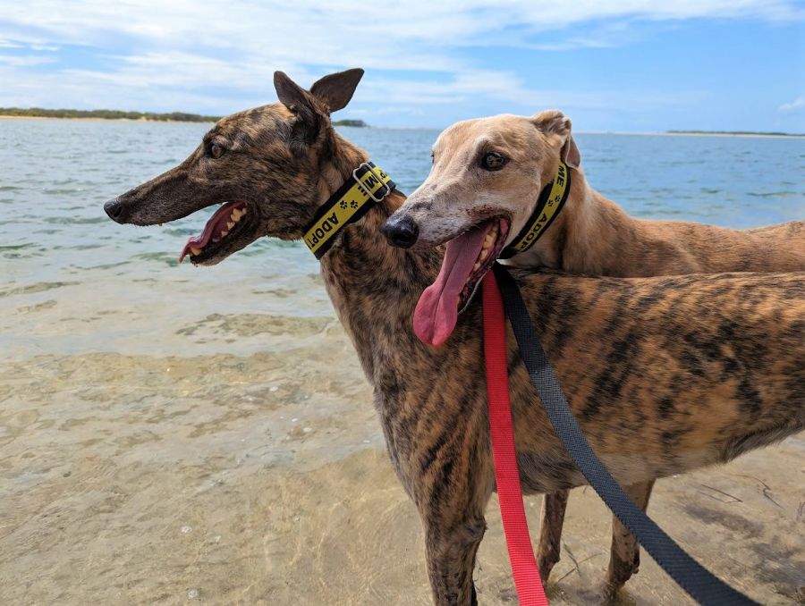 Jay and Bella - Large Female Greyhound Dog in QLD - PetRescue