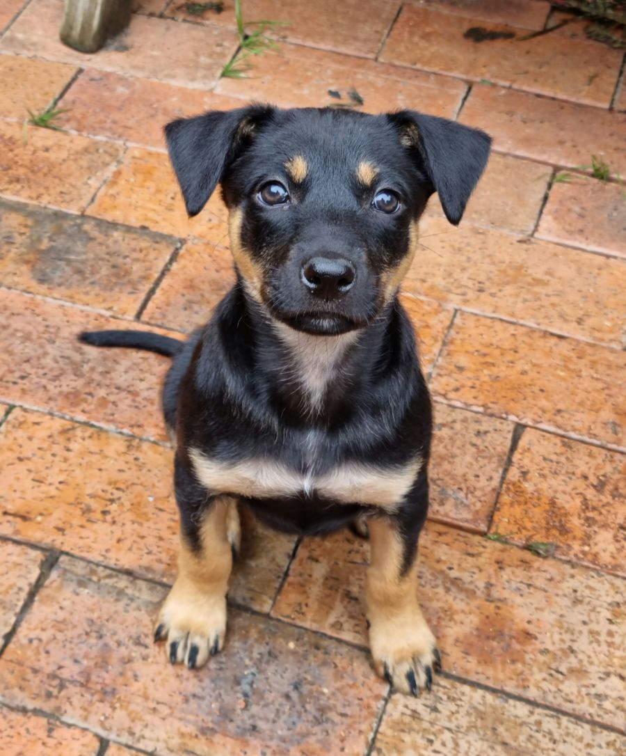 Cheetos - Medium Female Kelpie Dog in NSW - PetRescue