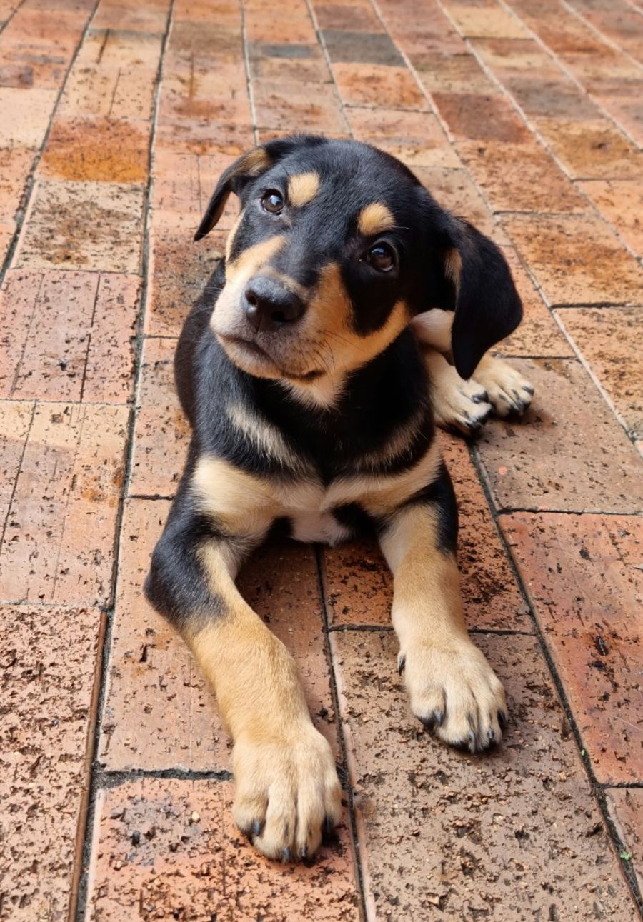 Pringles - Medium Male Kelpie Dog in NSW - PetRescue