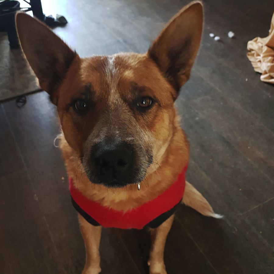 Angie - Medium Female Cattle Dog Dog in NSW - PetRescue