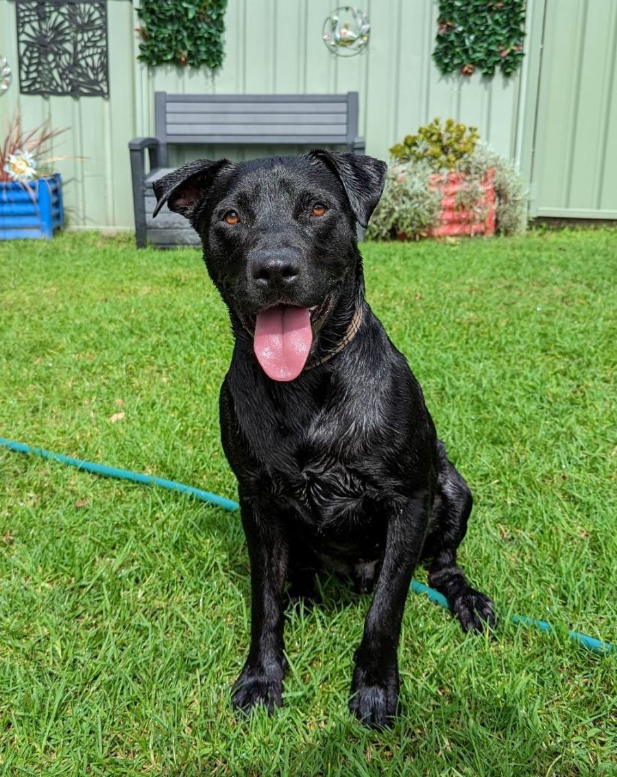 Mack - Medium Male Labrador x Staffy Dog in NSW - PetRescue